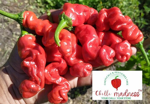 Chilli Peter Penis Red Circumcised Pepper Sustainably Grown in OZ 10 ...