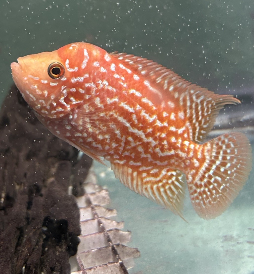 Golden Base Kamfa Flowerhorn 3-4 Inch Range Fish - Pet Supplies