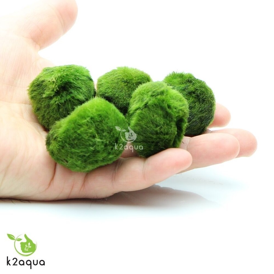 ALL sizes MARIMO MOSS BALLS Cladophora live aquarium plant shrimp nano ...