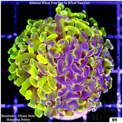 075 AquaSD Live Corals/Frags - Car Crash Hammer - Aqua SD | eBay