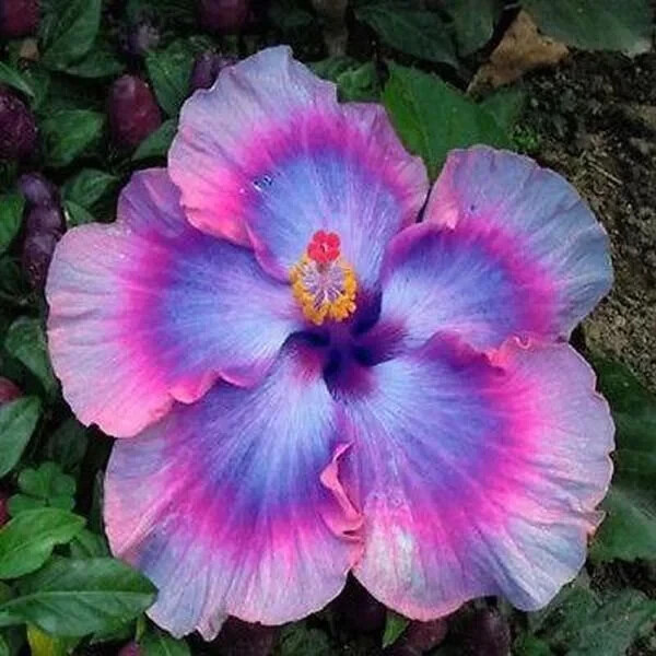 30pcs Multicolor Hibiscus Seeds - Rare Non-GMO Heirloom Variety for ...