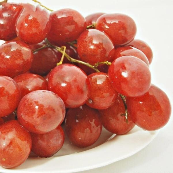 Sweet Organic Red Grape - 50+ Seeds Ready to Germinate - Edible Fruit ...