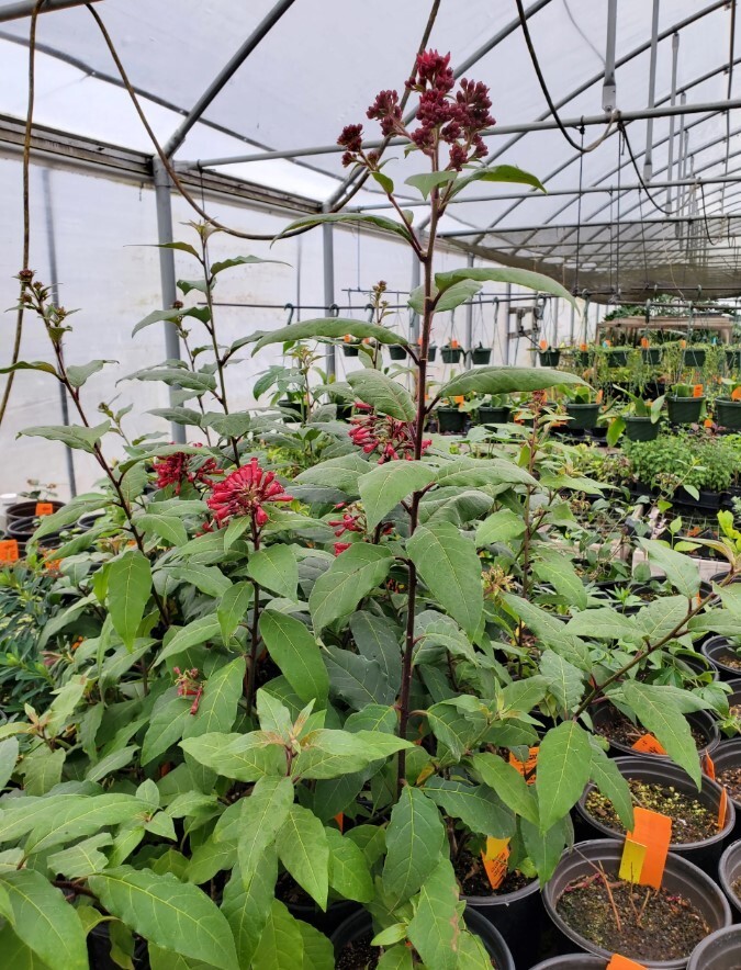 Cestrum Newelli Red Jasmine Live Plants - 6 to 8 Inch Tall - Ship No ...