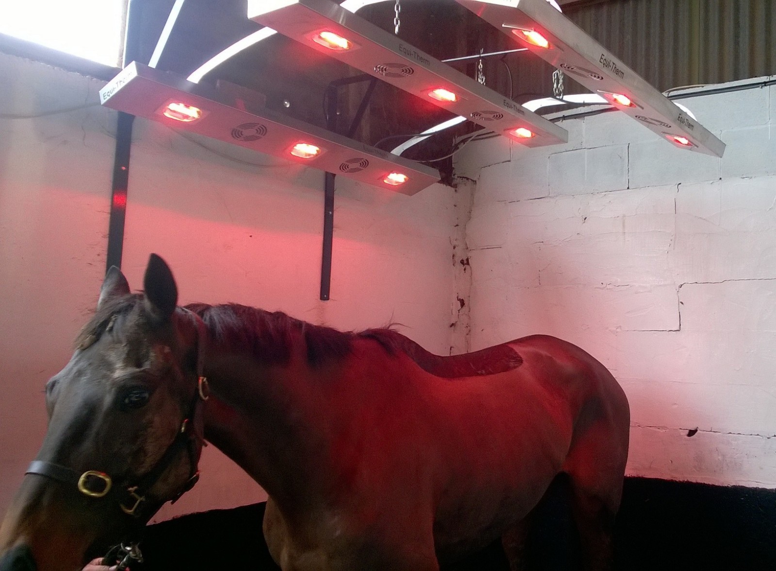 Solarium Horse for sale in UK | 43 used Solarium Horses