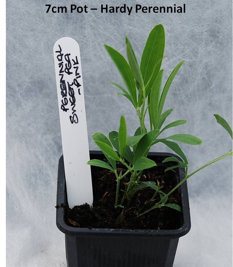 4 x Everlasting Sweet Pea 7cm pots Hardy Perennial Climber Lathyrus ...