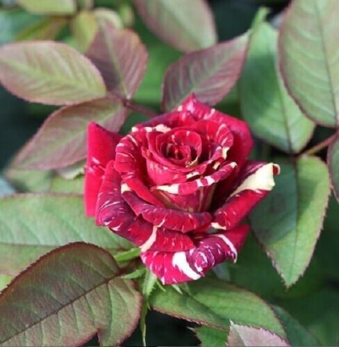 10 Red White Rose Seeds Flower Bush Perennial Shrub Flowers | eBay