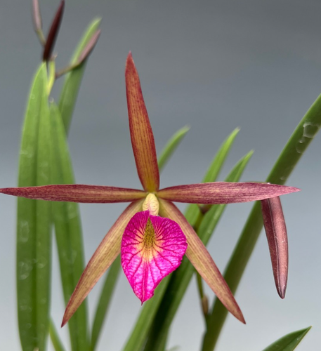 Cattleya (Bc.) Hamlyn's Magic 'Leilani' Orchid - 3.5 Inch Pot, Fragrant ...