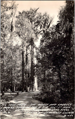 Postcard Big Tree Park Oldest Cypress Tree USA Longwood Florida RPPC ...