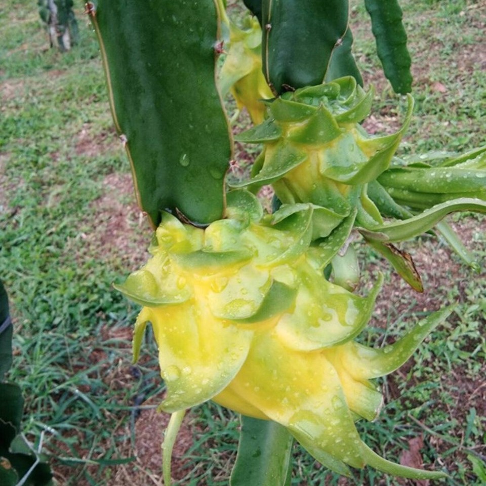 Dragon Fruit Yellow Pitaya Israeli Golden Isis Gold Live Cutting Type ...