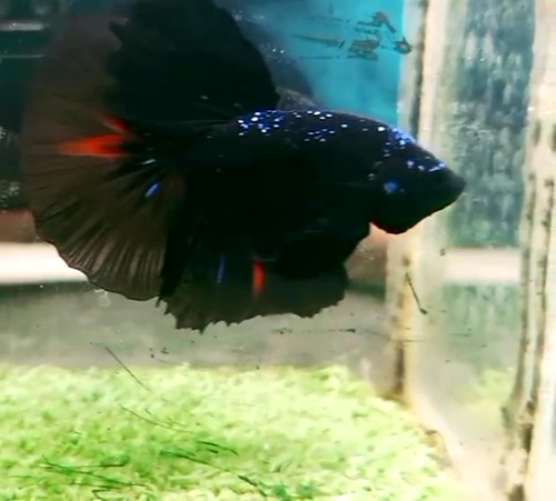 Live Betta Fish Halfmoon Avatar Nebula Gordon Galaxy male$aq1 From ...