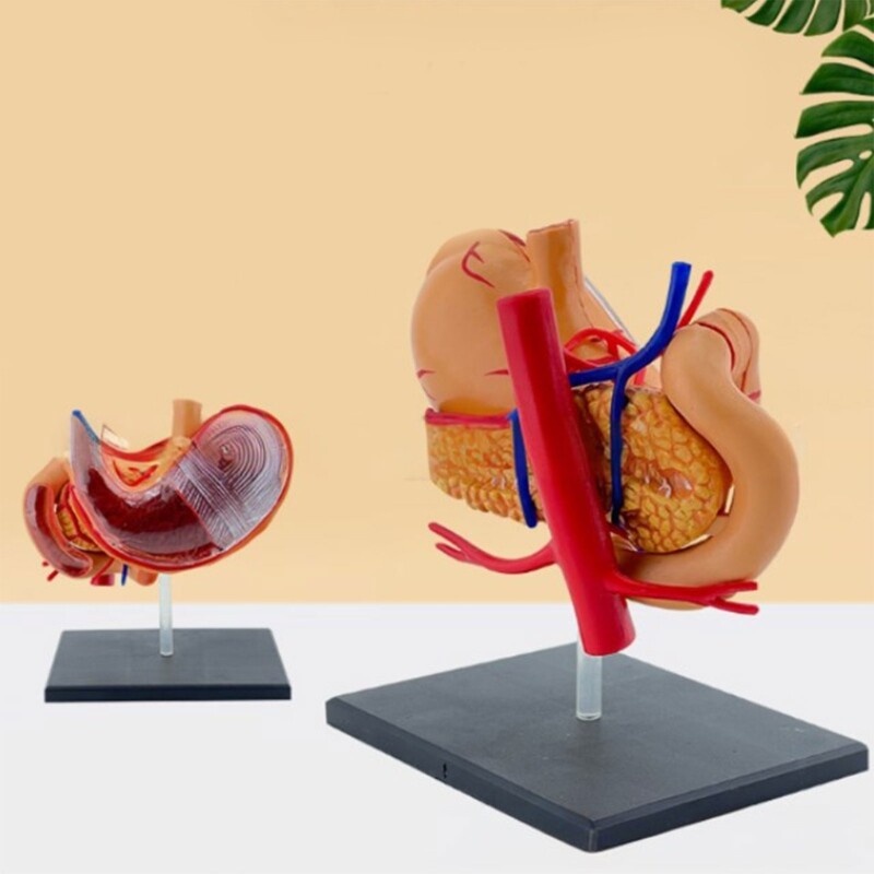 Interactive Stomach Anatomy Model with Labels for Easy Understanding ...
