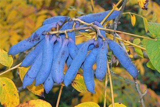 BLUE SAUSAGE FRUIT TREE SEEDS Edible & Ornamental Shrub Decaisnea ...