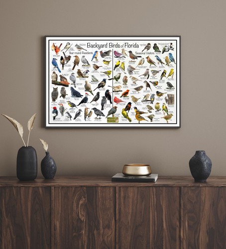 Backyard Birds of Florida Bird Identification Nature Poster / Quick ...