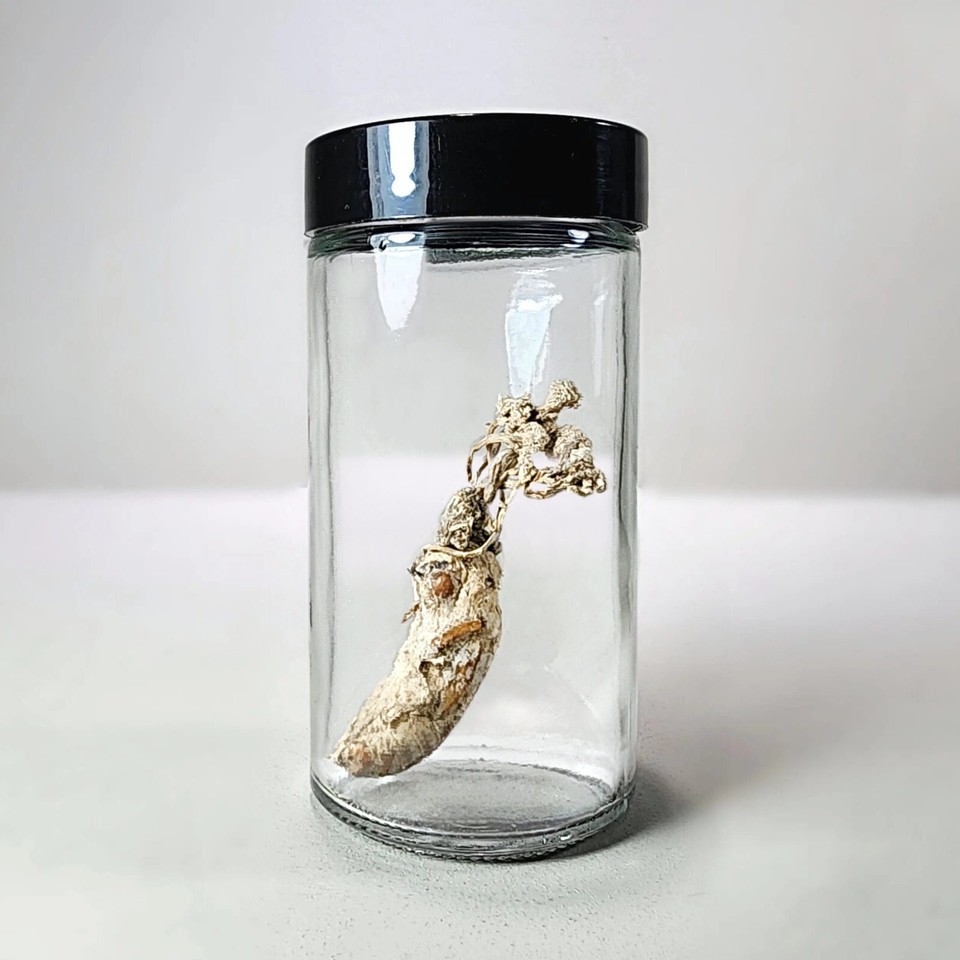 Zombie Fungus in Jar, Oddities Decor, Curio Jar, Cordyceps Fungi | eBay