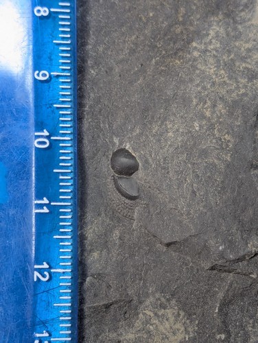 Cryptolithus bellus - Ordovician trilobite - Whetstone Gulf Fm. New ...