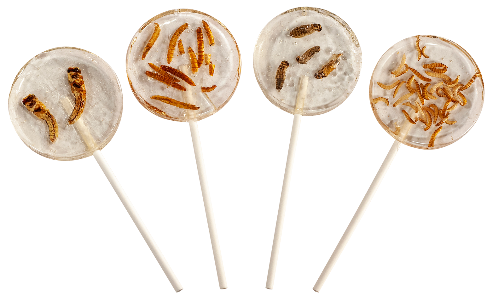 Crunchy Critters edible insects bugs lollipops x 4 | eBay UK