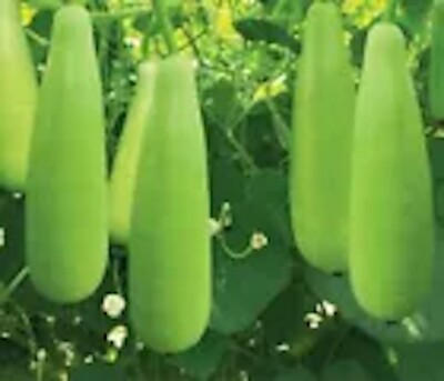 10 Edible Long bottle gourd /Asian Indian Opo Squash/ Dudi/calabash ...