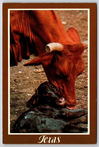 Postcard Amarillo TX Calf Cattle Cow Texas Ranch Vintage Souvenir ...