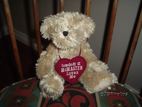 Ganz MCMASTER UNIVERSITY Canada Exclusive Murdoch Bear | eBay