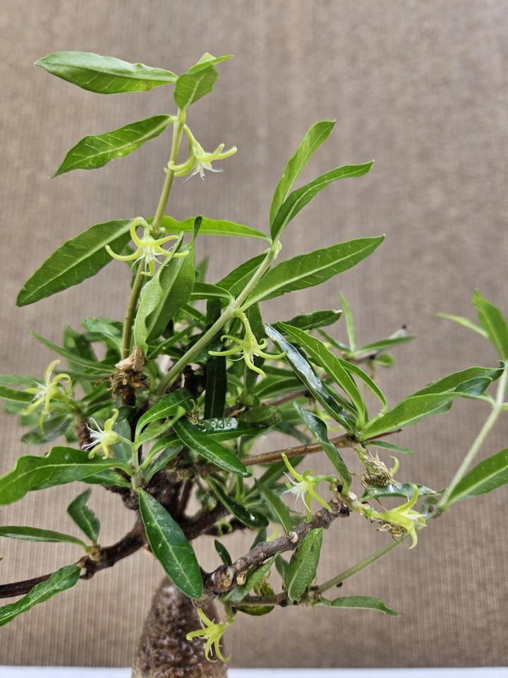 Old Fockea Capensis Bonsai Tree ,,, sale | eBay