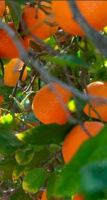 Morro Blood Orange Tree And Sanguelli Blood Orange Tree cuttings x 6 ...