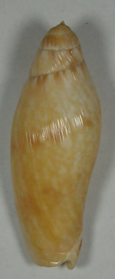 VOLUTA MULTIFORMIS 60.03mm SUPER CHOICE SPECIMEN Hixon Cay Swains Reef ...