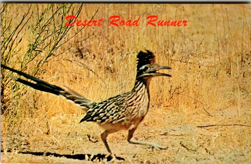 Postcard NM Desert Road Runner Landscape State Bird | eBay