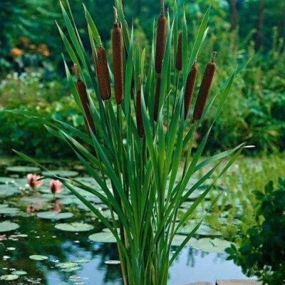 REED Bulrush REEDMACE Tall Water Plant Pond Perennial Lake Wild Reed ...