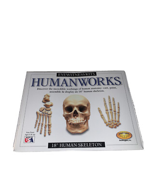 Eyewitness Kit "Human Works" 18" Human Skeleton Skullduggery Inc. Non ...