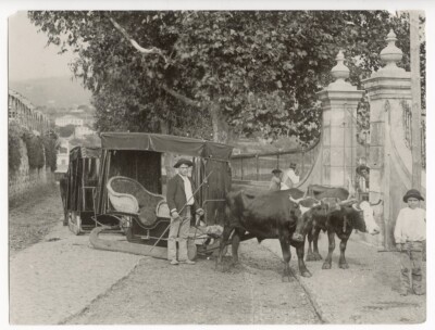 1900's PHOTO - MEDEIRA PORTUGAL OX DRAWN SLEDGE CARRIAGE PERESTRELLO | eBay