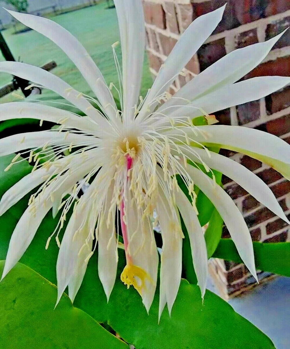 Night Blooming Cereus Leaves