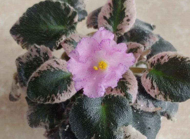 African Violet Plant -- Rowdy Ray ~ variegated girl semi ~ Actual Plant ...