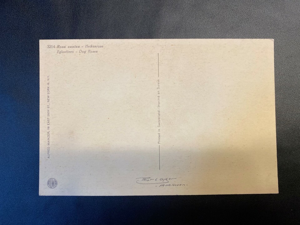 Vtg Rosa Canina Bontanical Post Card " Thor Gyger Number 3214 " NOS" | eBay