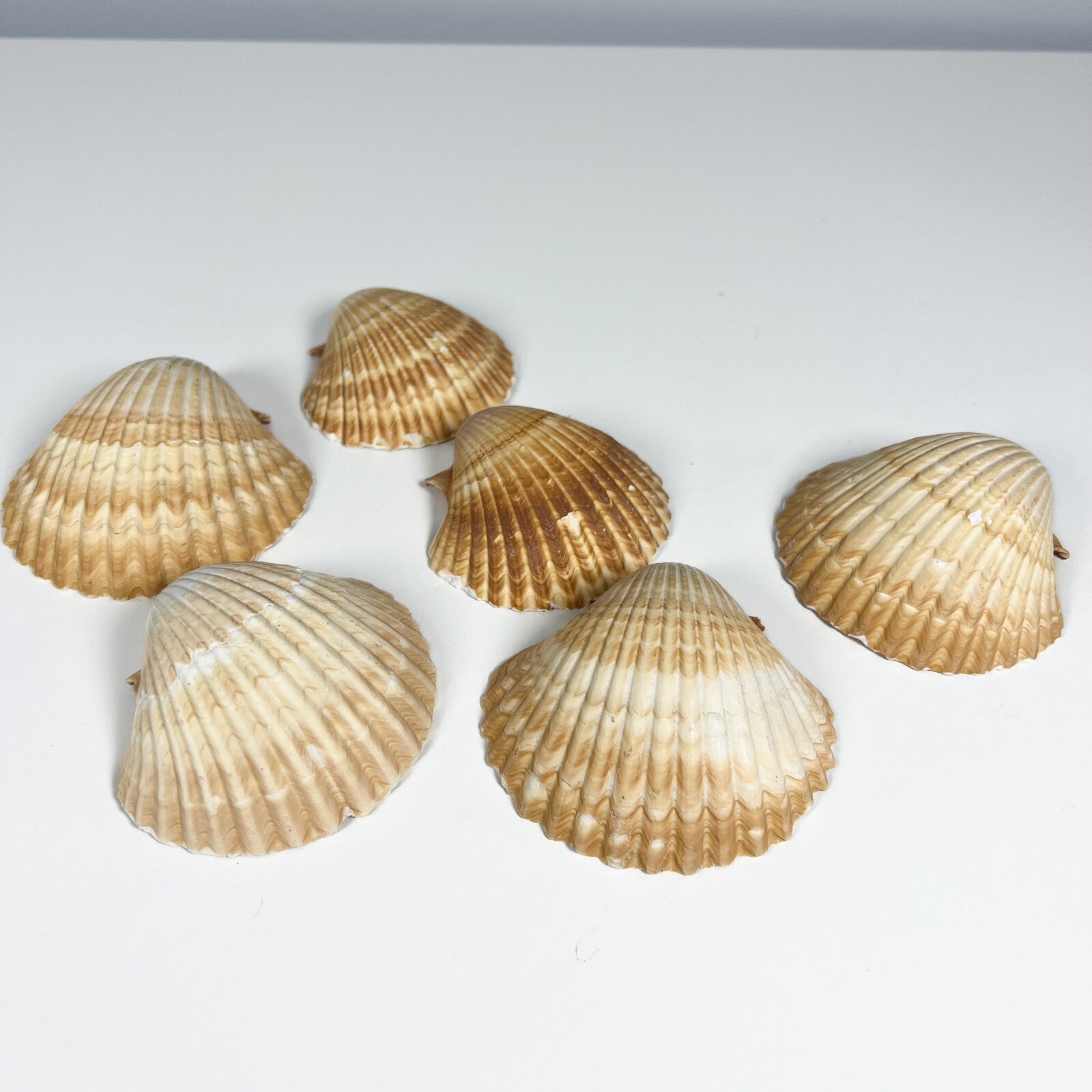 Lot of 6 Seashells Clam Shell Medium 3” Ocean Theme Home Decor | eBay