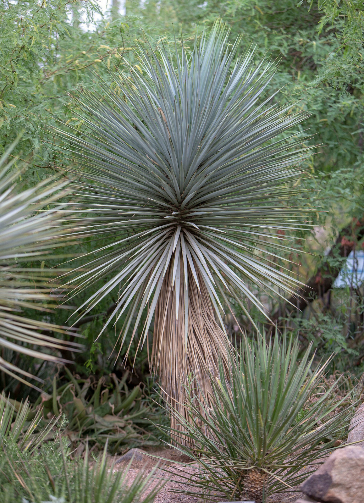 Yucca rigida - Blue Yucca - 10 Seeds | eBay