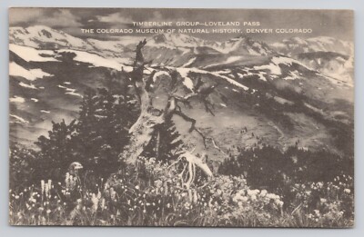 Timberline Group Loveland Pass Museum Natural History Denver CO ...