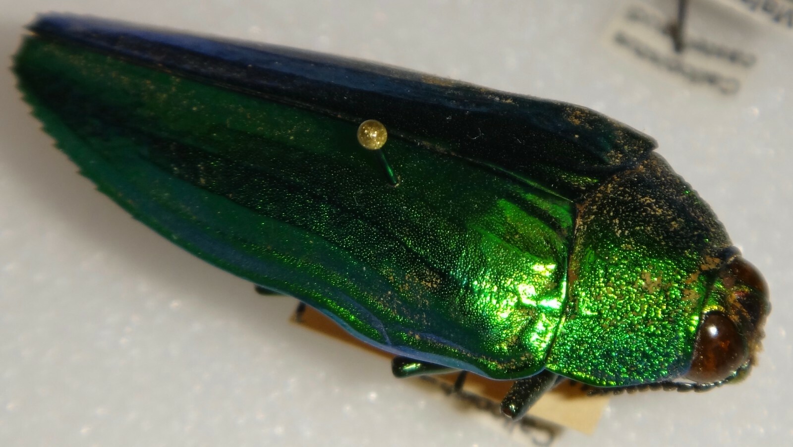 Callopistus castelnaudi Malaysia #BP90 Buprestid Insect Jewel Beetle ...