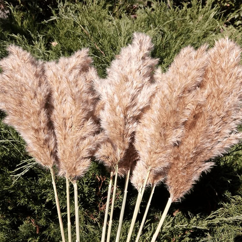 20 Pcs 23 Inch Tall Fluffy Pampas Grass XL Size Brown Dry Pompous Grass ...