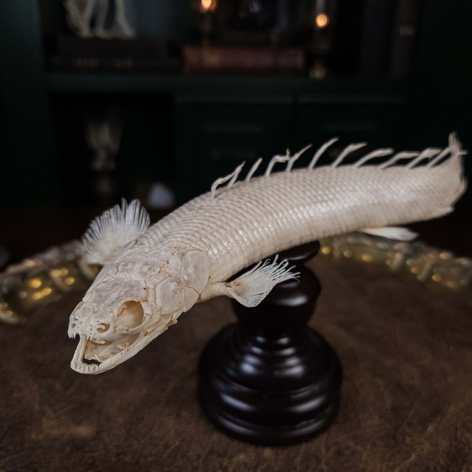 Real Mottled Bichir skeleton, Polypterus Weeksii, real fish skeleton ...