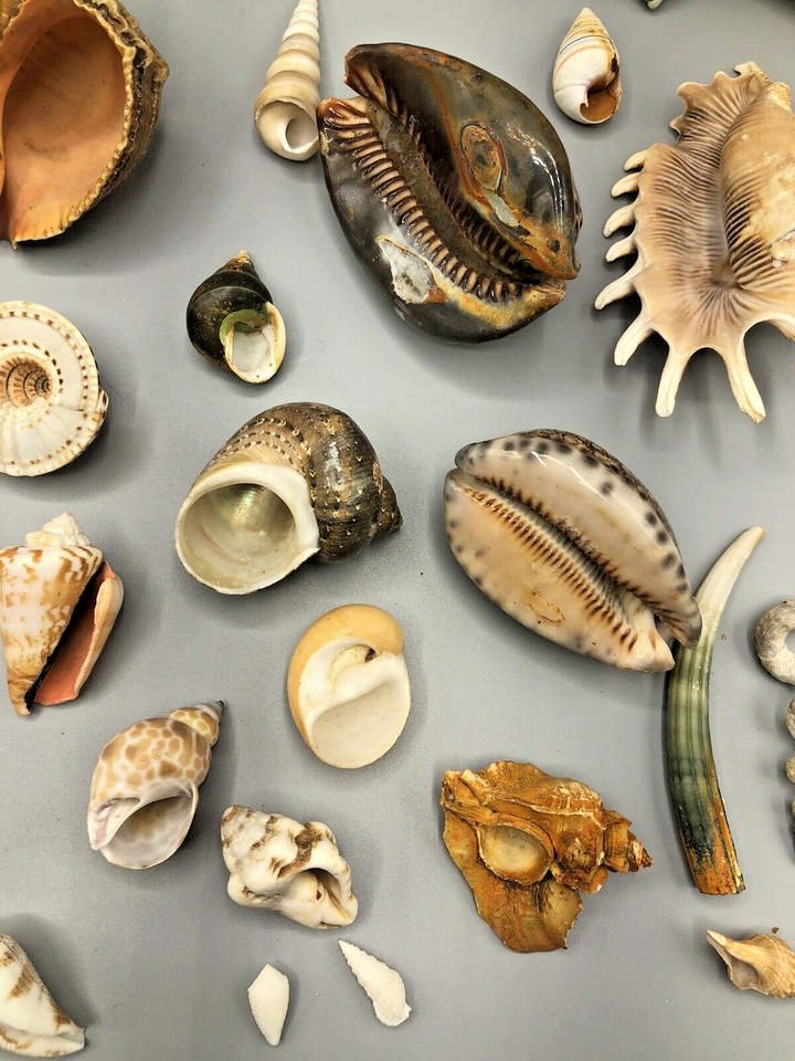 Ocean Sea Shell Lot Medium & Small Volute Spider Speckled Conch ...