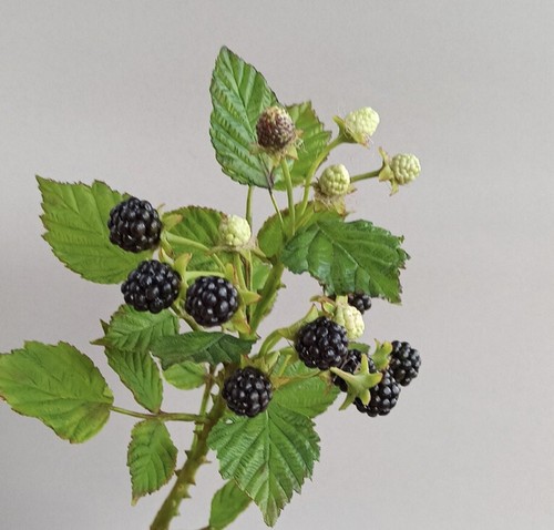 15 x Bare Rooted Wild Organic Blackberry Bramble Hedge Edible Fruit ...