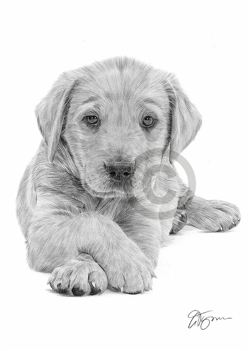 Pencil Drawings Of Labradors