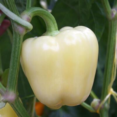 Ivory White F1 Capsicum Seeds Bell Pepper Seeds Vegetable Garden Hybrid ...