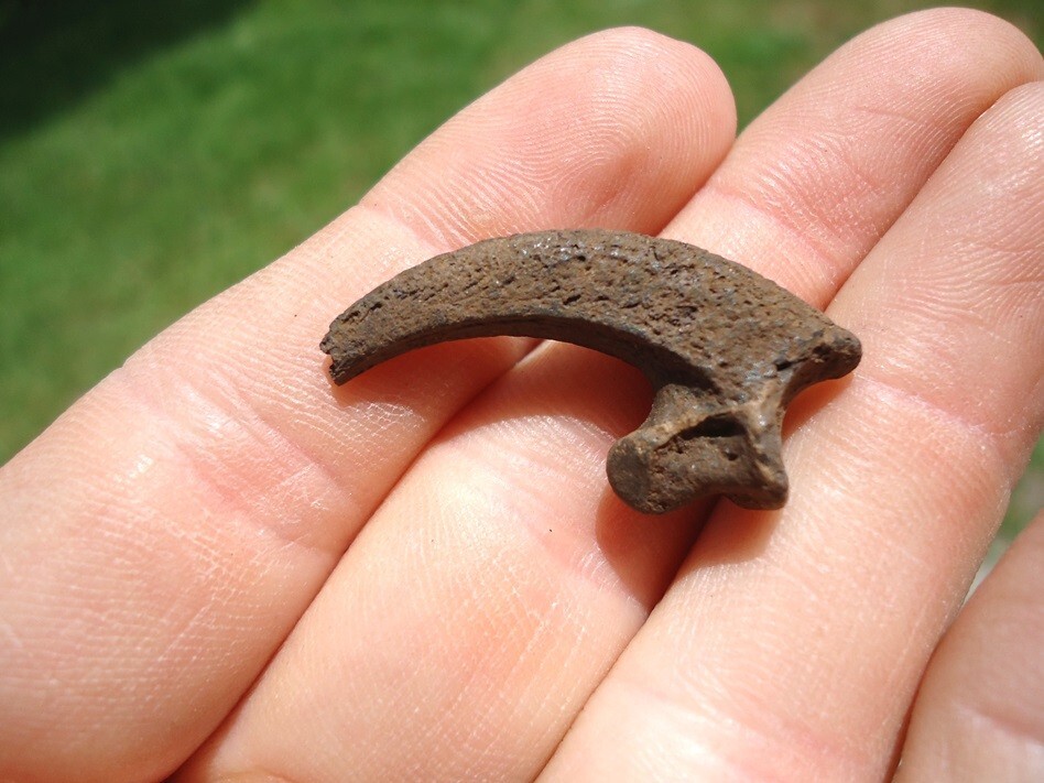 RARE BALD EAGLE CLAW CORE FLORIDA FOSSIL ICE AGE EXTINCT AVIAN BIRD ...