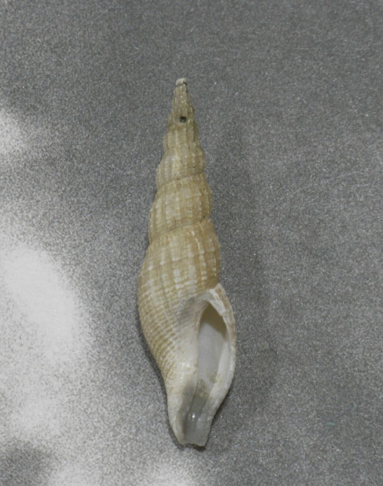 Formosa/Sea Shells/Belomitra brachytoma 43.8mm.dead.Rare.Taiwan | eBay