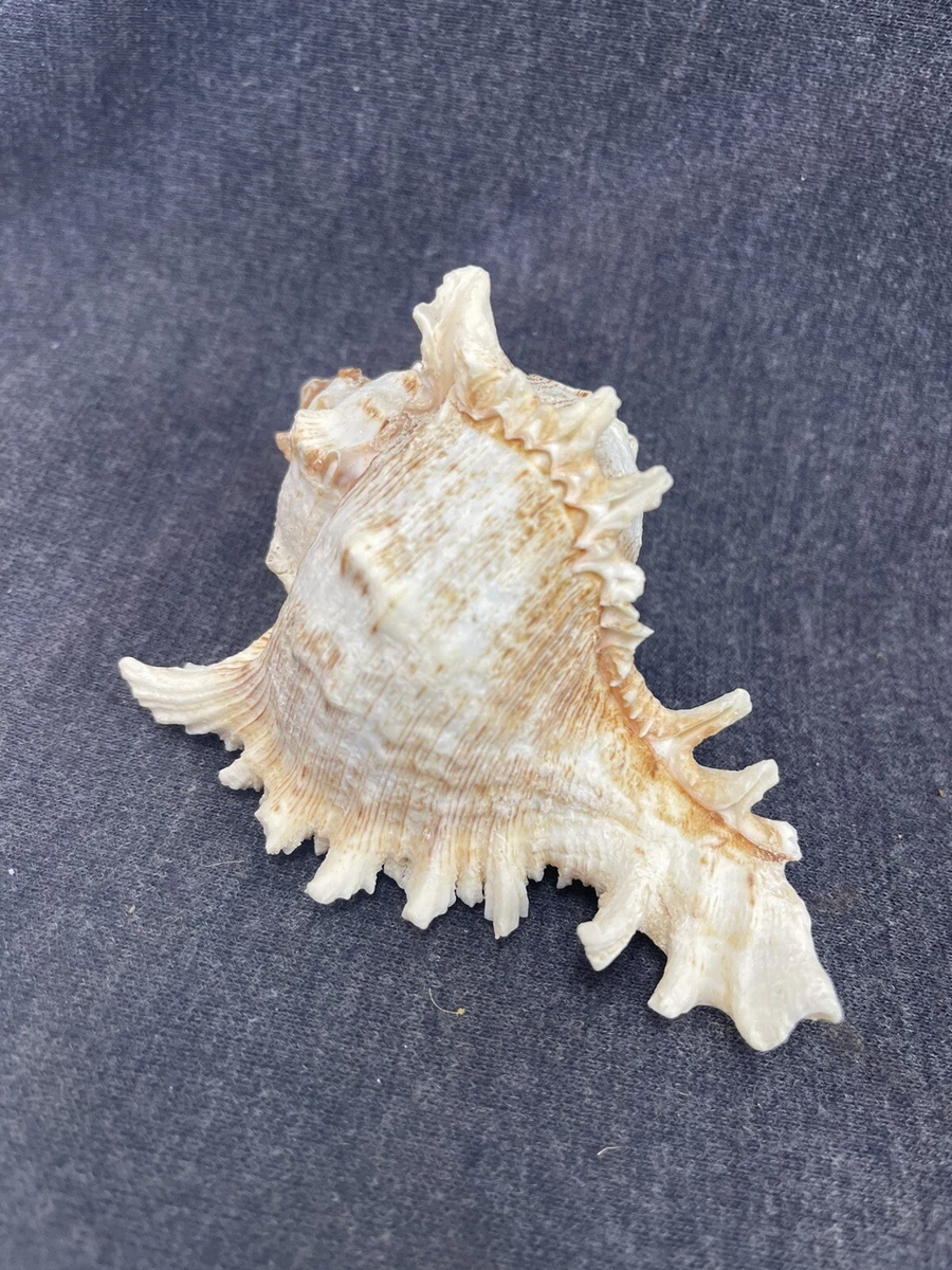 White Conch Shell