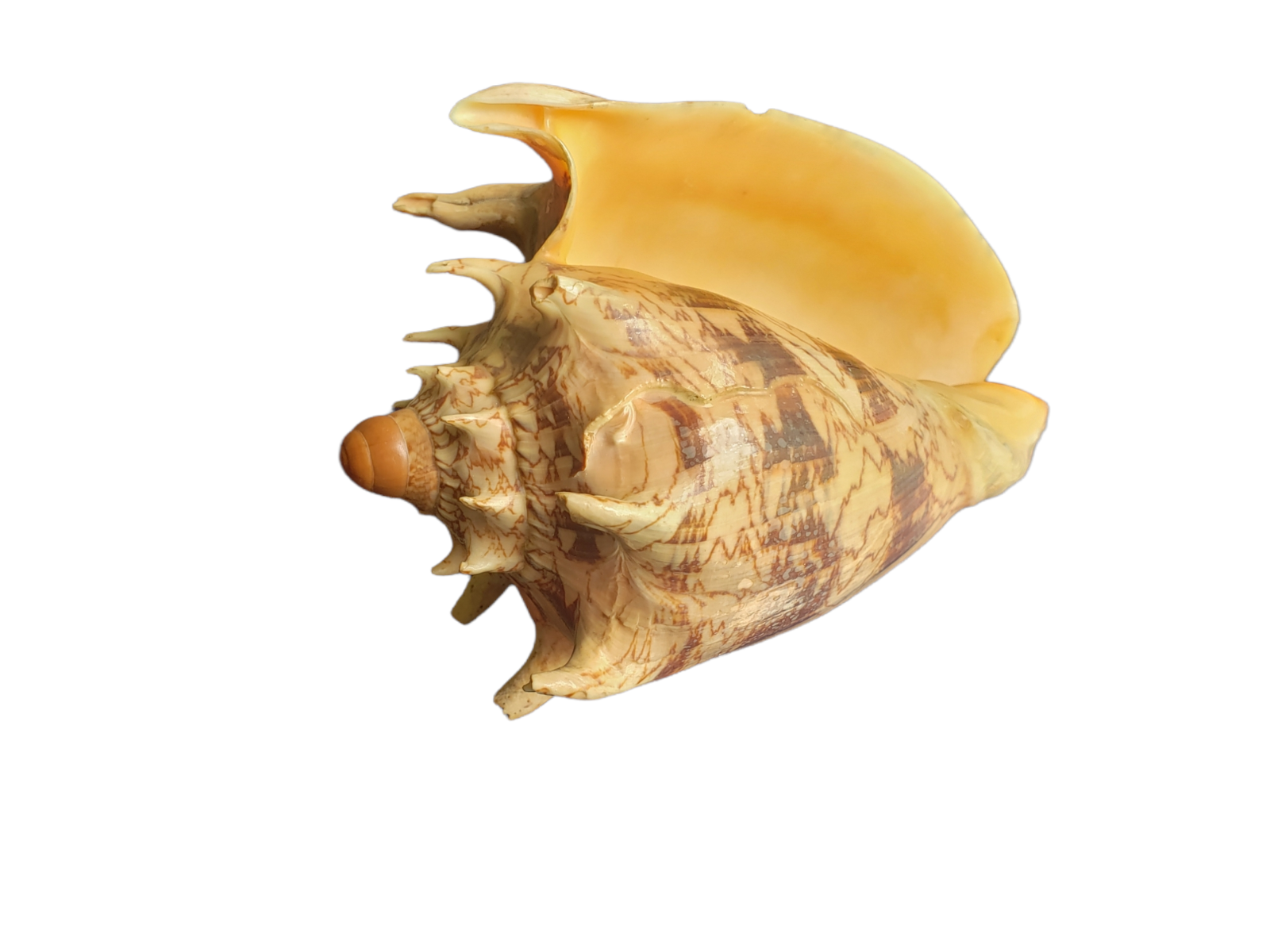 Giant Seashell Imperial volute Cymbiola imperialis from Philippines 190 ...