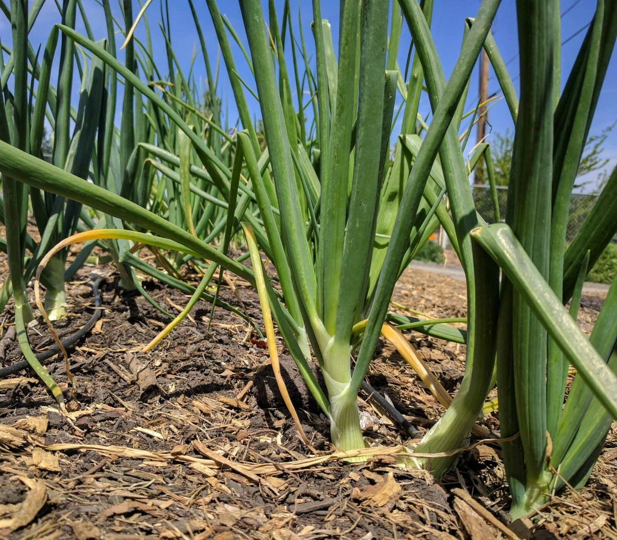 Texas Sweet Onion Seed