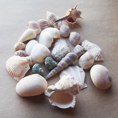 Decorative Sea Shells Assortment Vase Filler, 20-piece | eBay