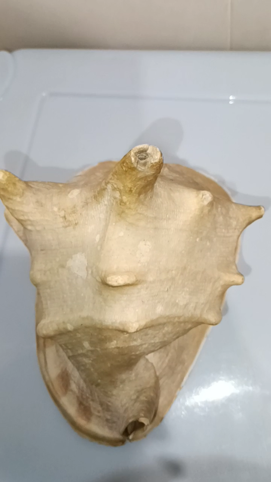Vintage Large Horned Queen Helmet Conch Shell Seashell Cassis Cornuta ...